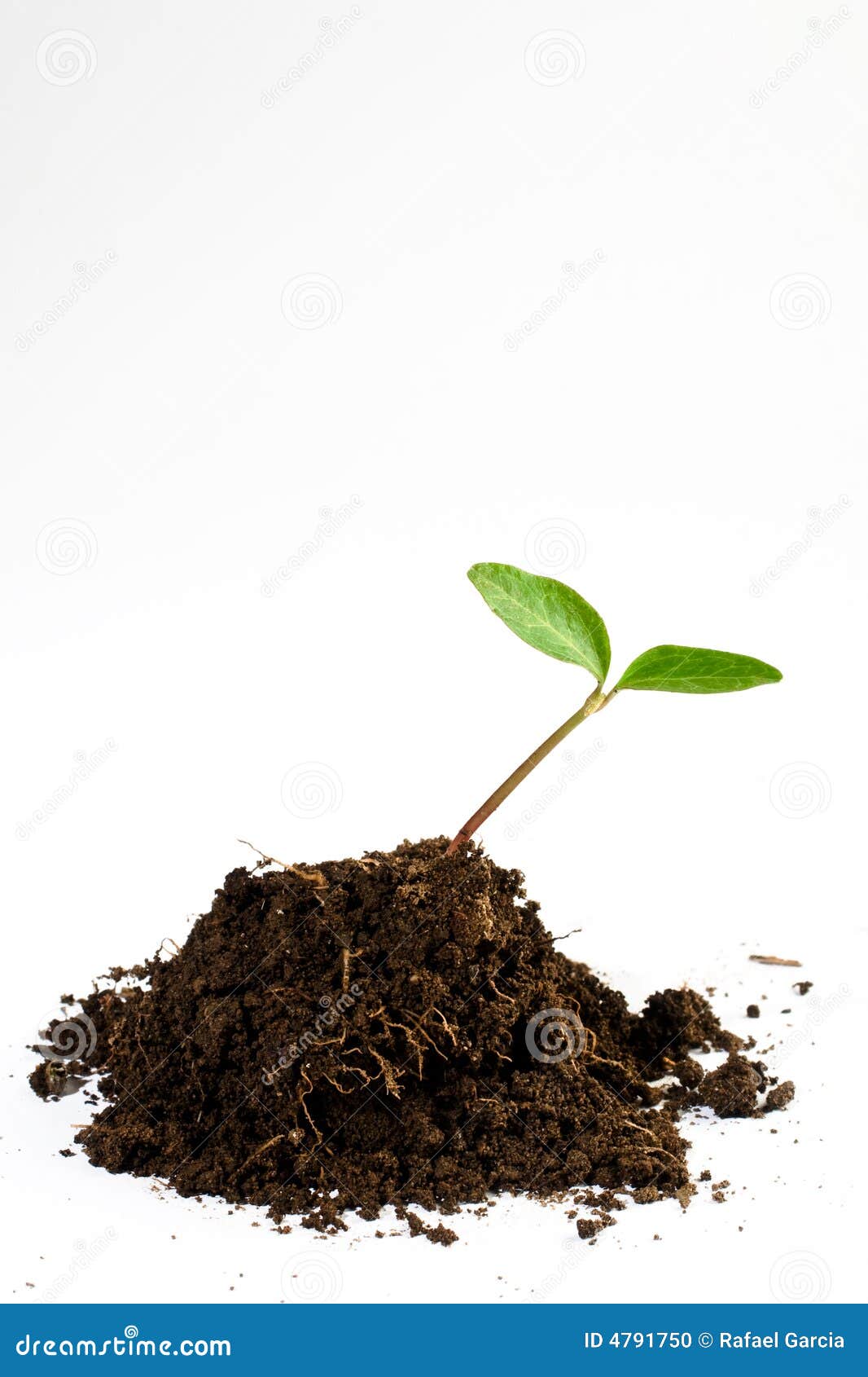 Growing stock photo. Image of little, raise, growing, leaf - 4791750