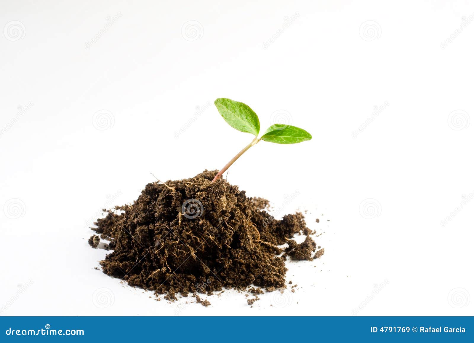 Growing stock image. Image of abound, grow, leaf, develop - 4791769
