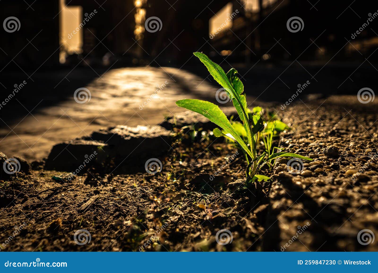 Growing through adversity stock photo. Image of hope - 259847230