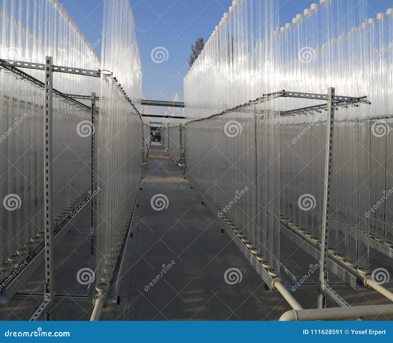 Growing Algae in Small Bioreactors Editorial Photo - Image of ...