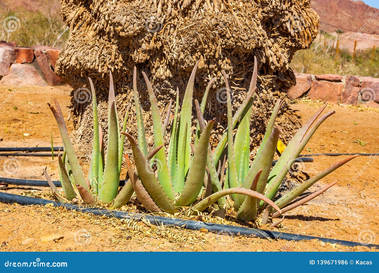 Growing Aloe Vera Plants in Timna National Park in Aravah Valley Desert ... Growing Aloe Vera Plants in Timna National Park in Aravah Valley Desert ...
