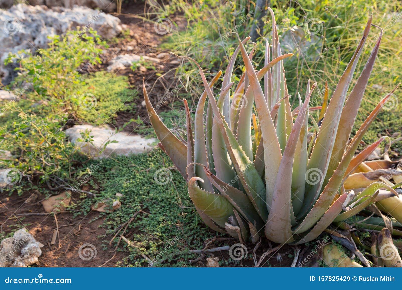 Growing aloe in the wild stock image. Image of vera - 157825429