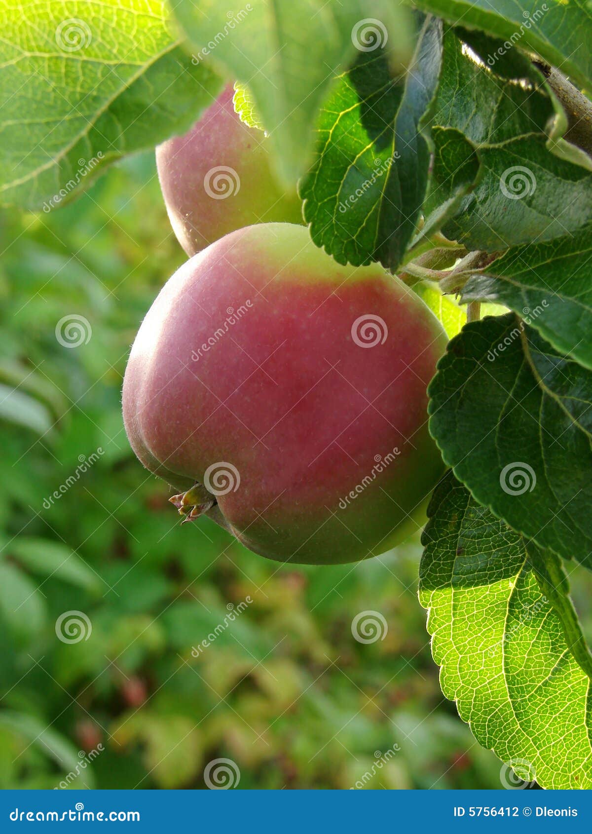 Growing apple 1 stock photo. Image of nutrition, ripening - 5756412