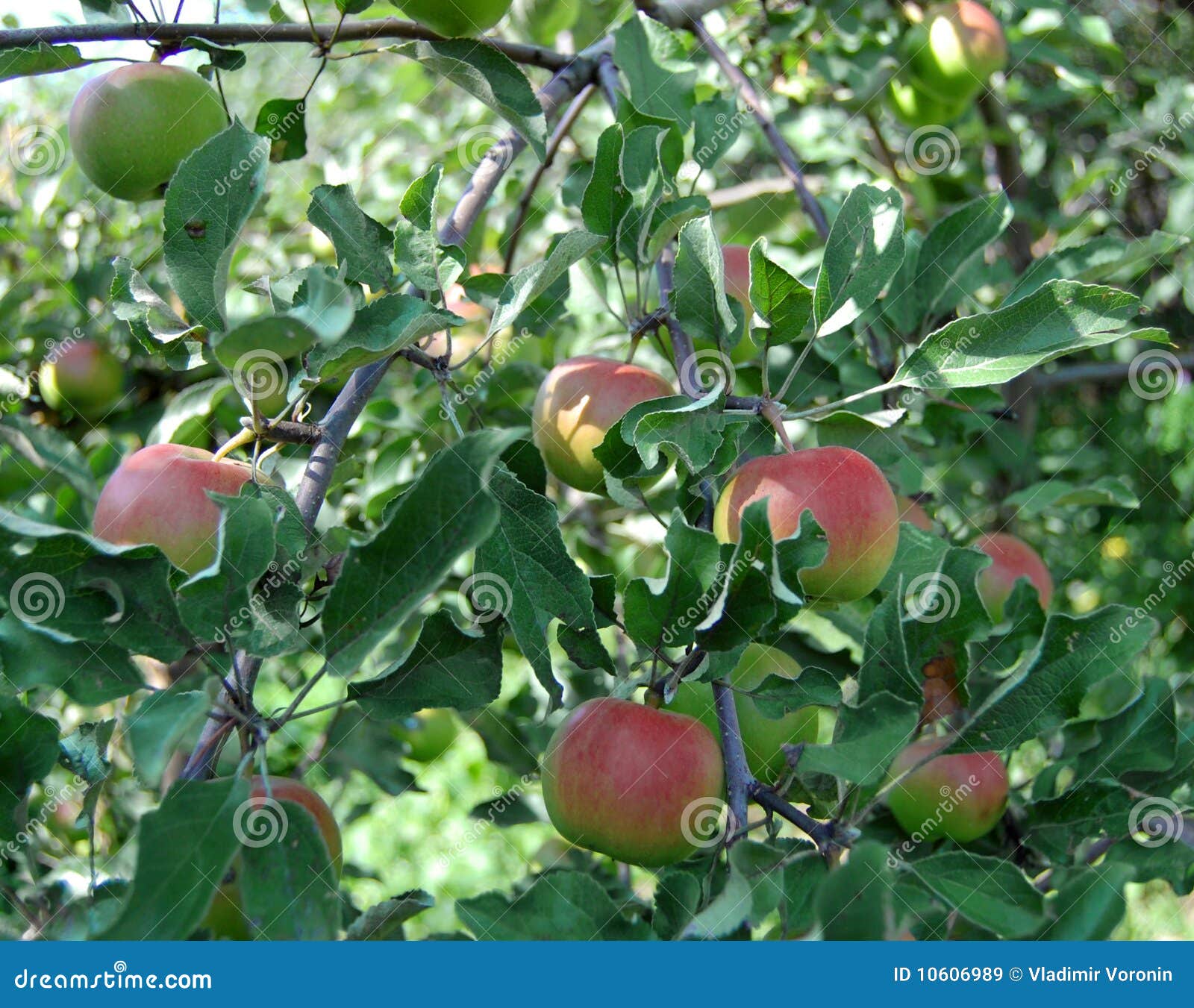 Growing Apples on the Apple-tree Branch Stock Image - Image of ...