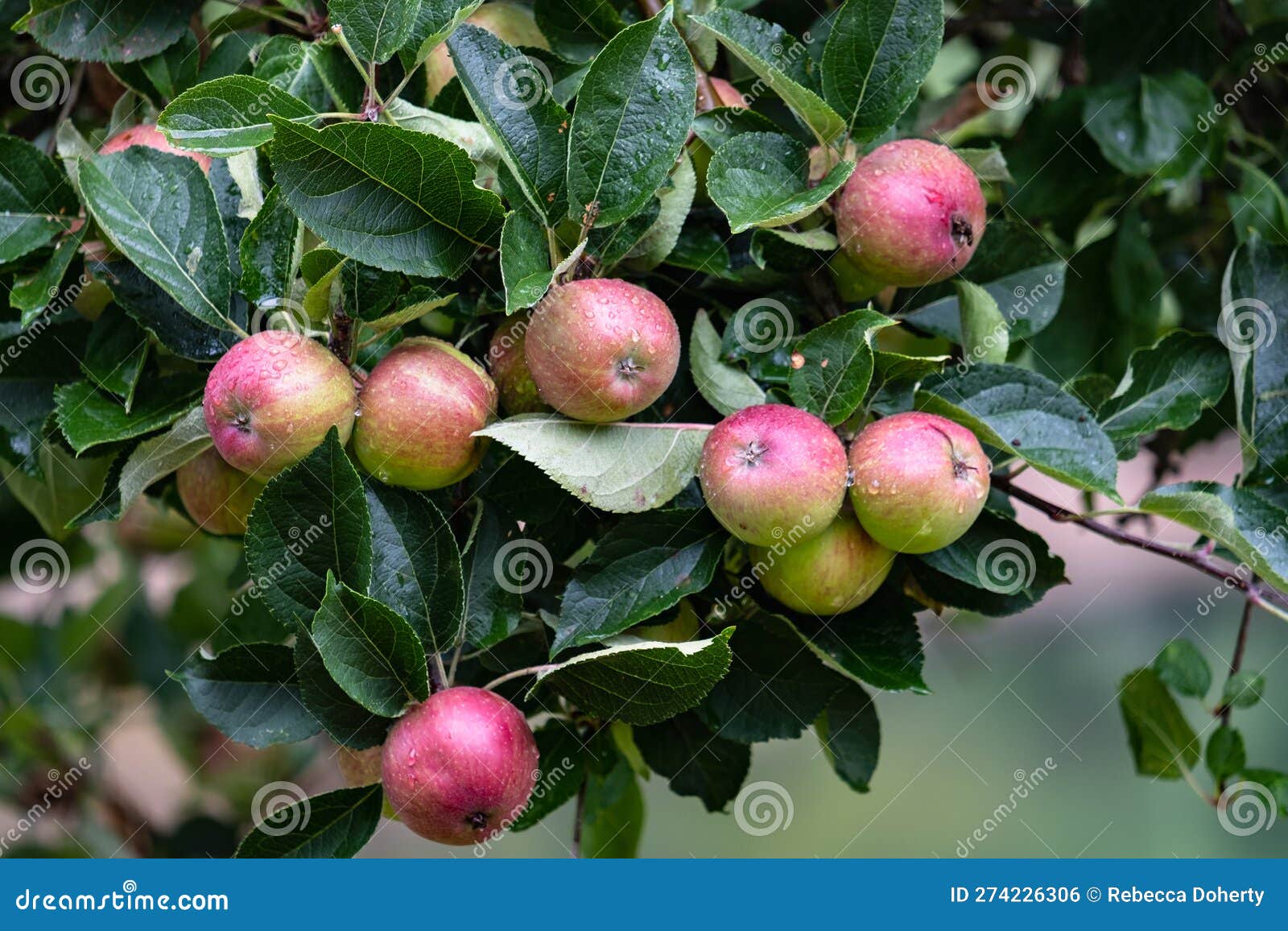 Large Bunch of Apples Growing on Tree in Garden Stock Photo - Image of ...