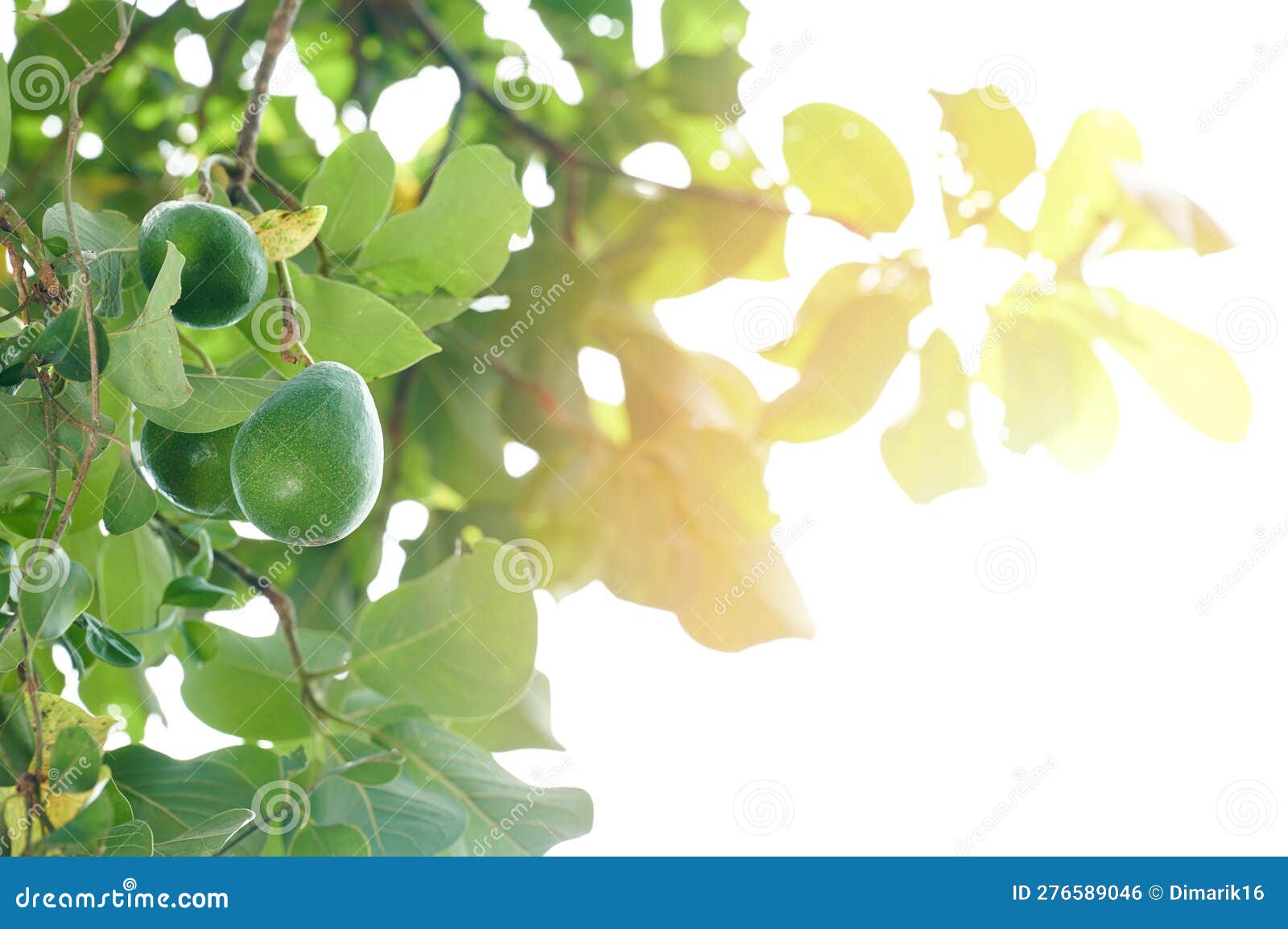 Growing avocado on tree stock photo. Image of agriculture - 276589046