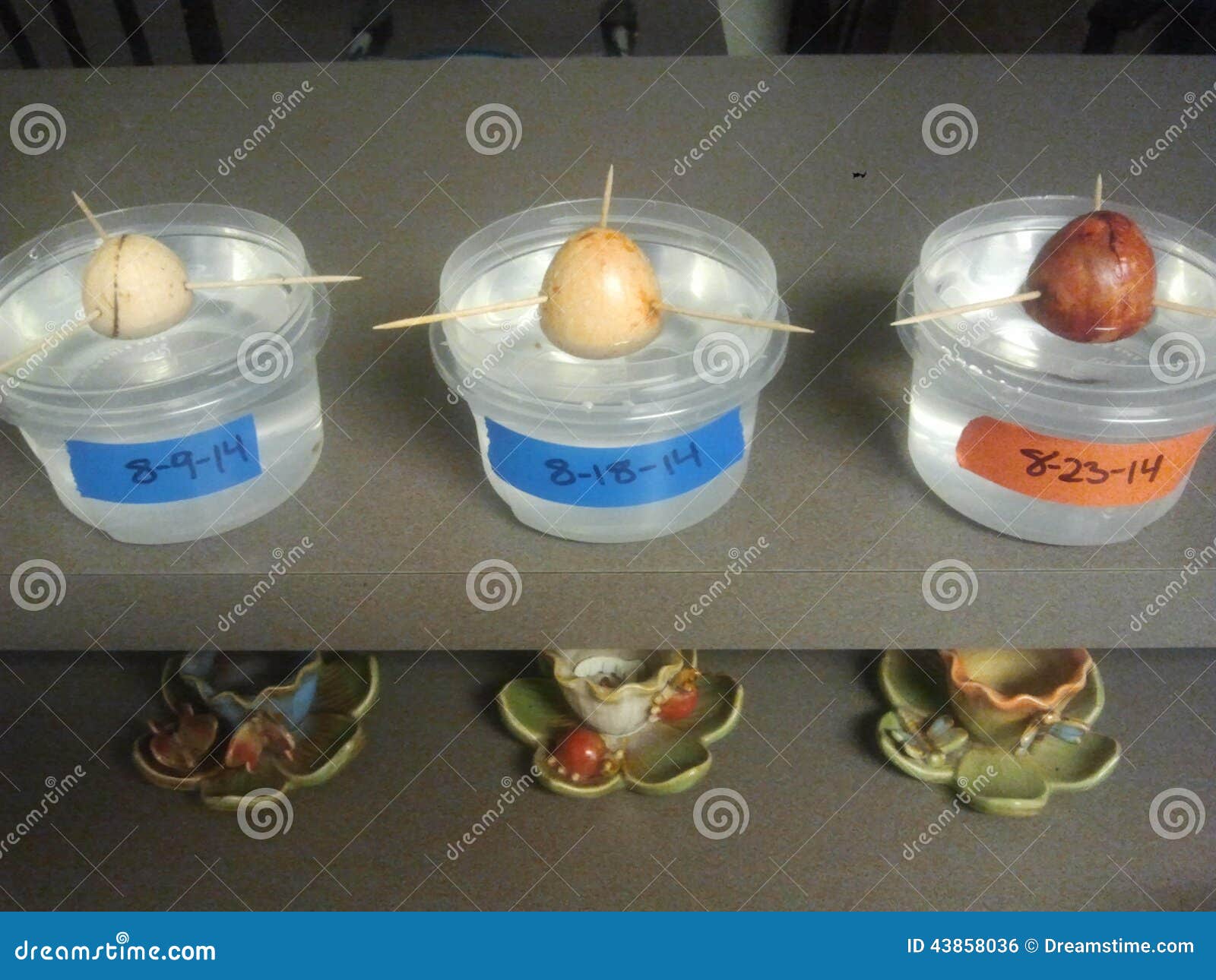 Growing Avocado trees stock photo. Image of water, growing - 43858036