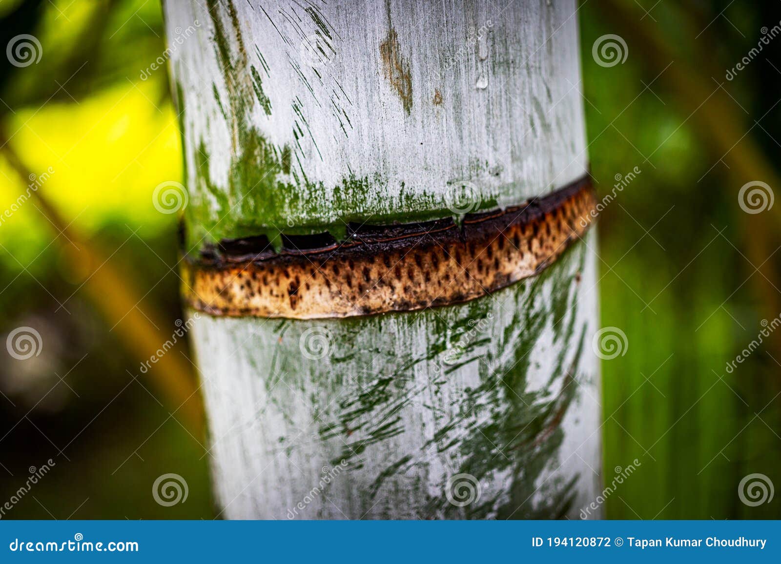 A Growing Bamboo Tree Branch Cut In The Middle Royalty-Free Stock Image ...