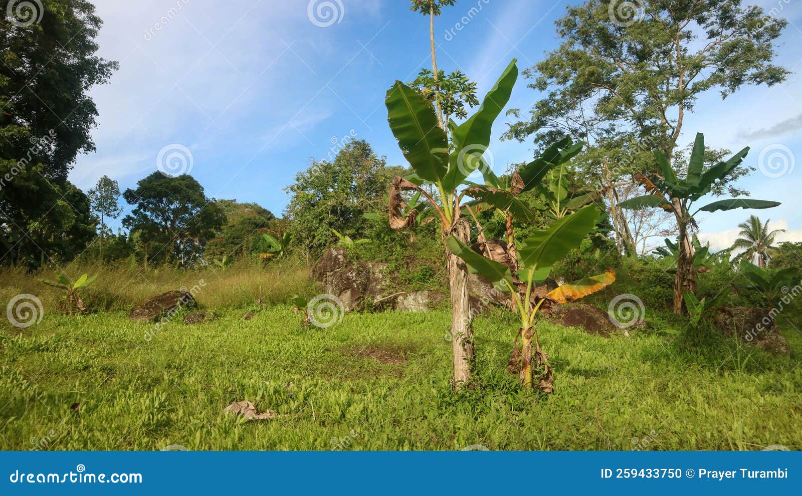 Growing banana tree stock photo. Image of farm, colombia - 259433750
