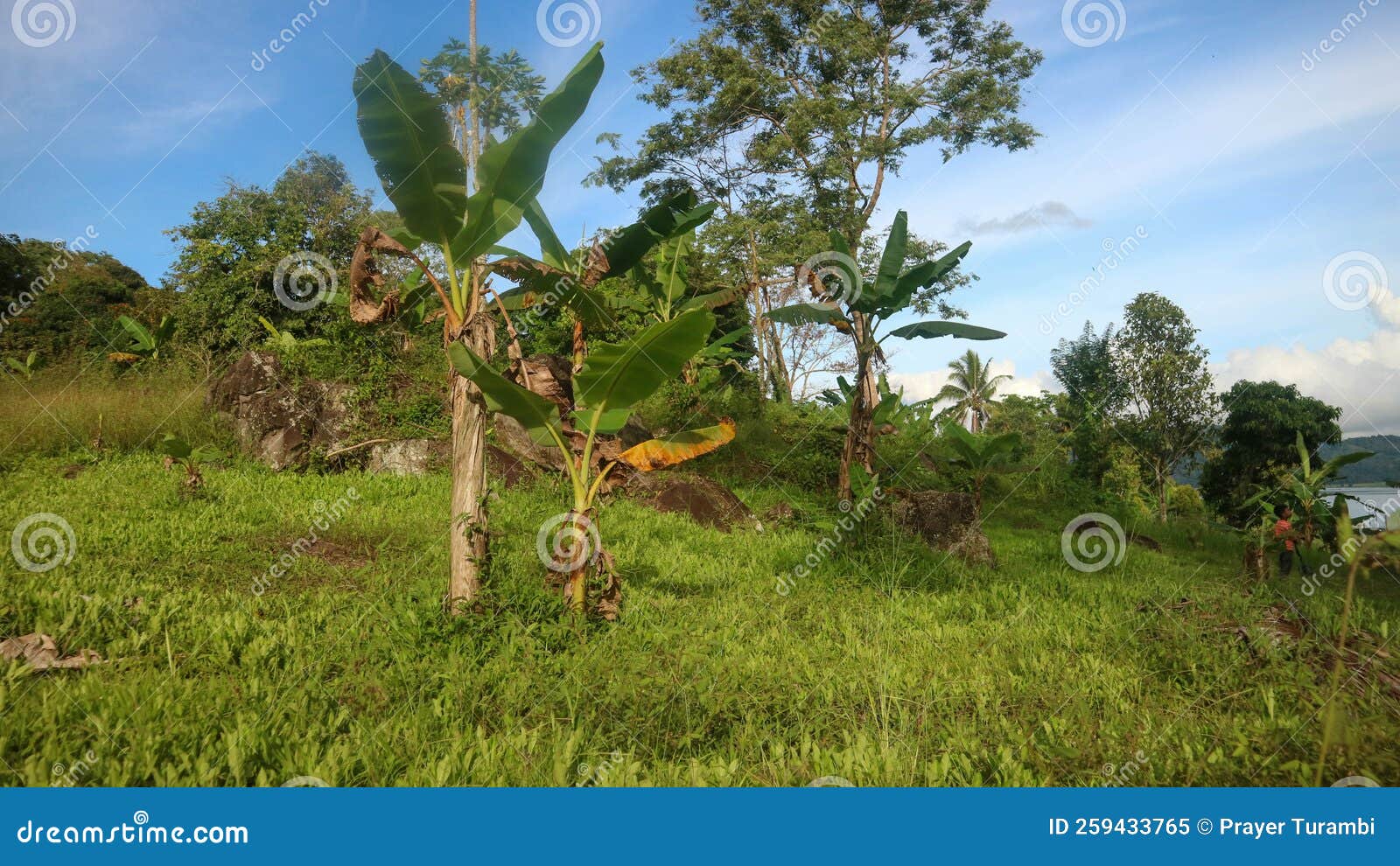 Growing banana tree stock image. Image of flora, farm - 259433765