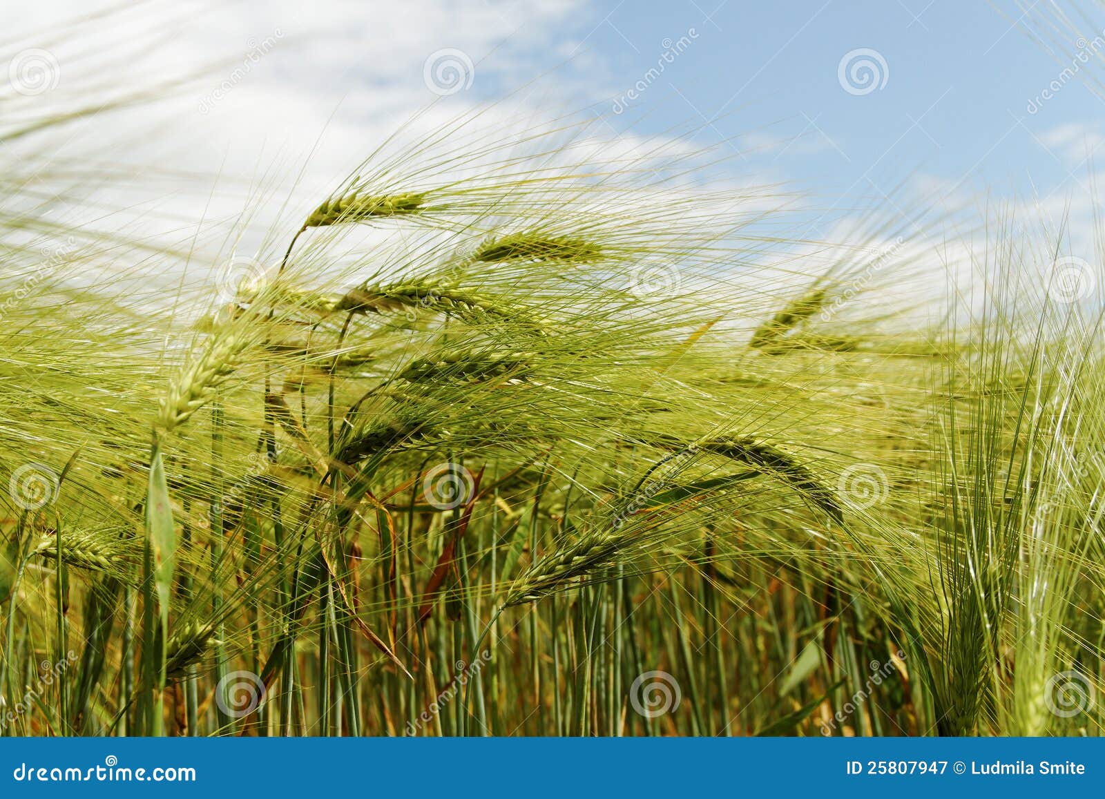 Growing barley. stock image. Image of sowing, spring - 25807947