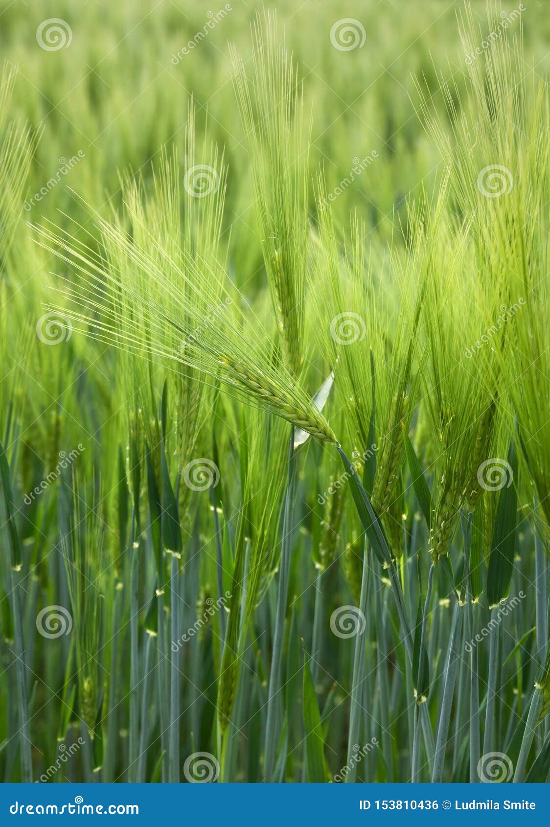 Growing barley on a field stock photo. Image of bloom - 153810436