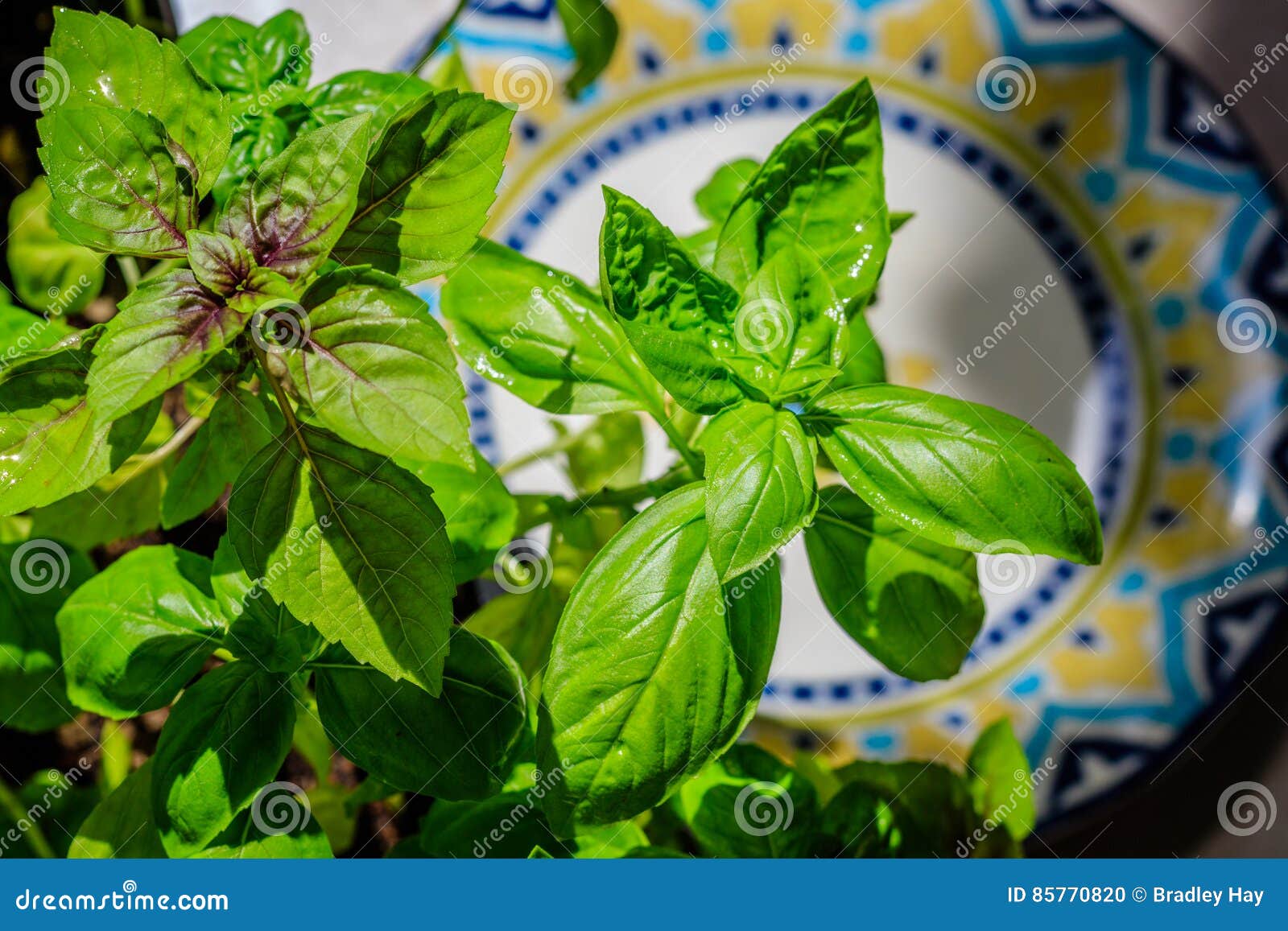 Growing Basil Plants, Top View Stock Photo - Image of pesto, ocimum ...