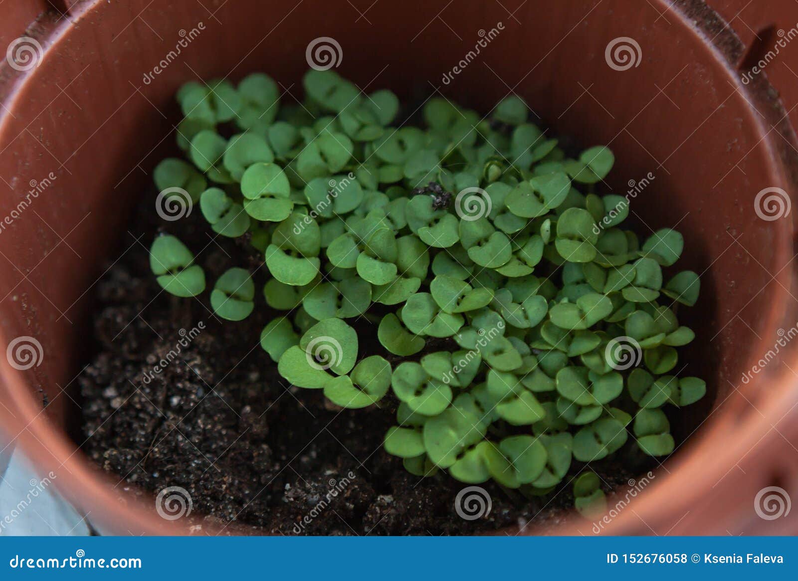 Growing Basil in a Pot. Young Sprouts of Basil Stock Photo - Image of ...
