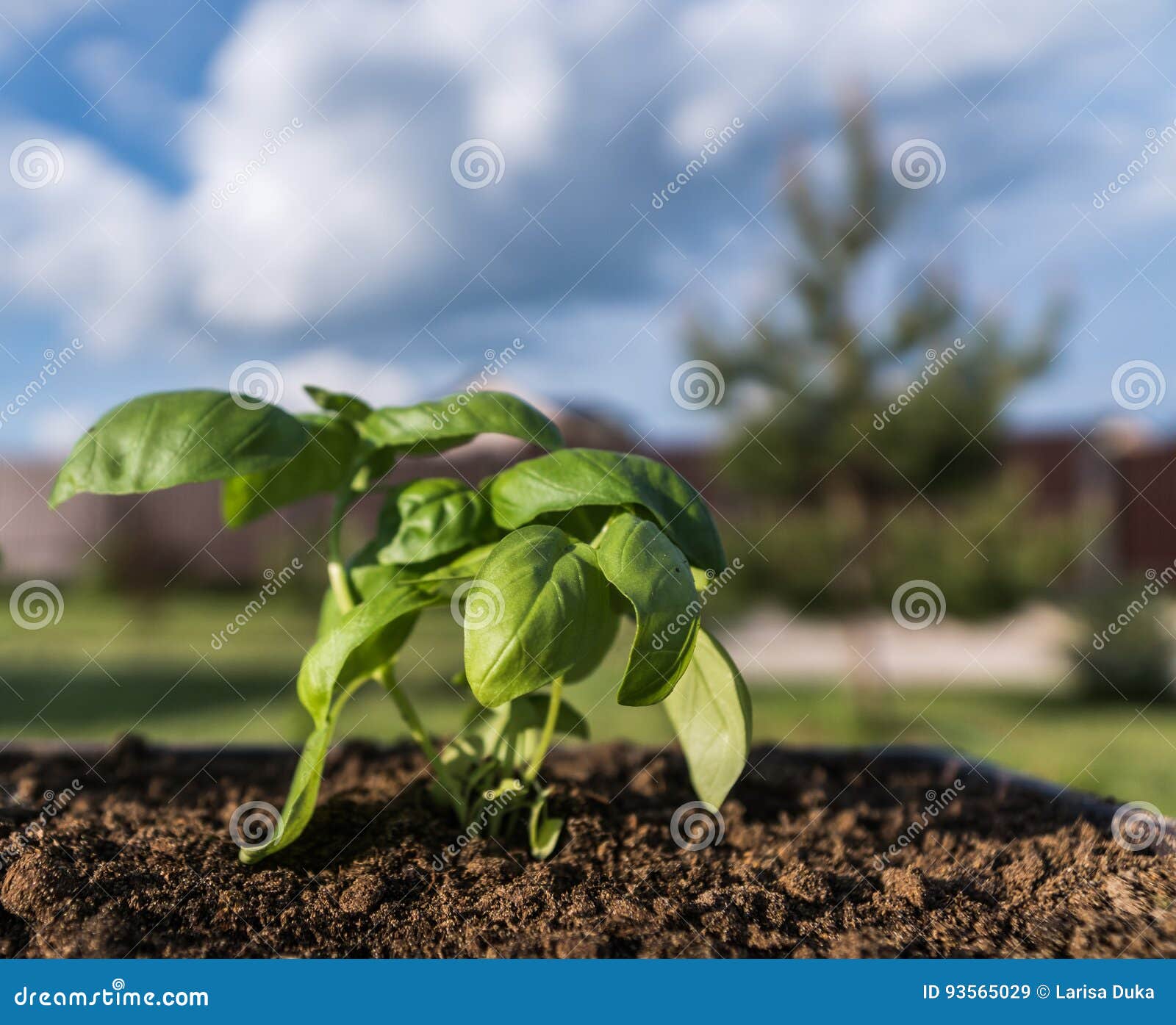 Growing Basil Sprout on a Soil. Stock Image - Image of agricult, plant ...