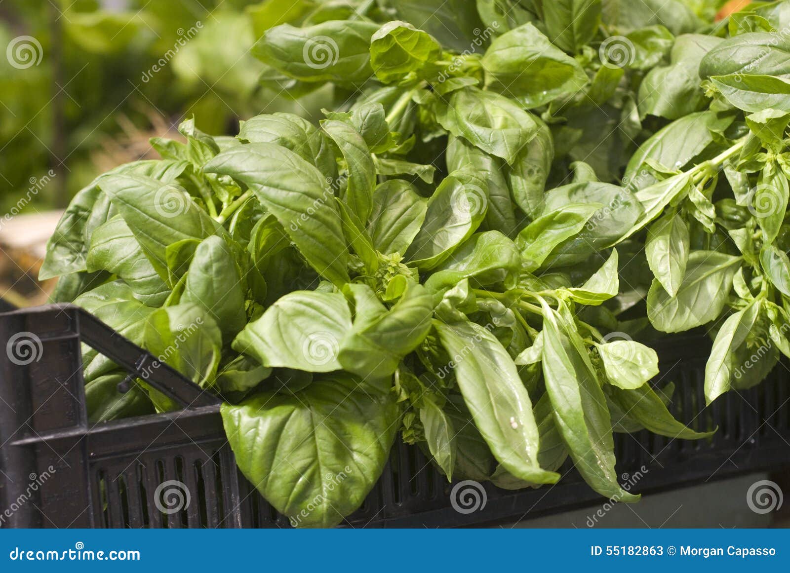 Growing basil stock image. Image of outdoor, leafy, wort - 55182863