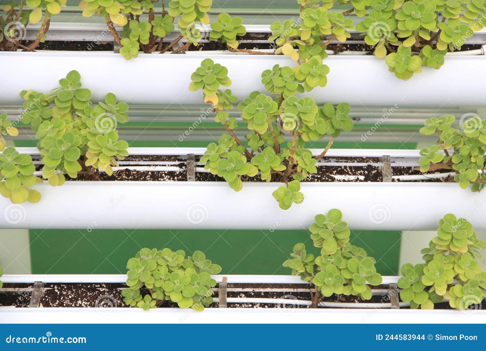 Growing Basil Using Hydroponics Technology in Hong Kong Stock Photo ...