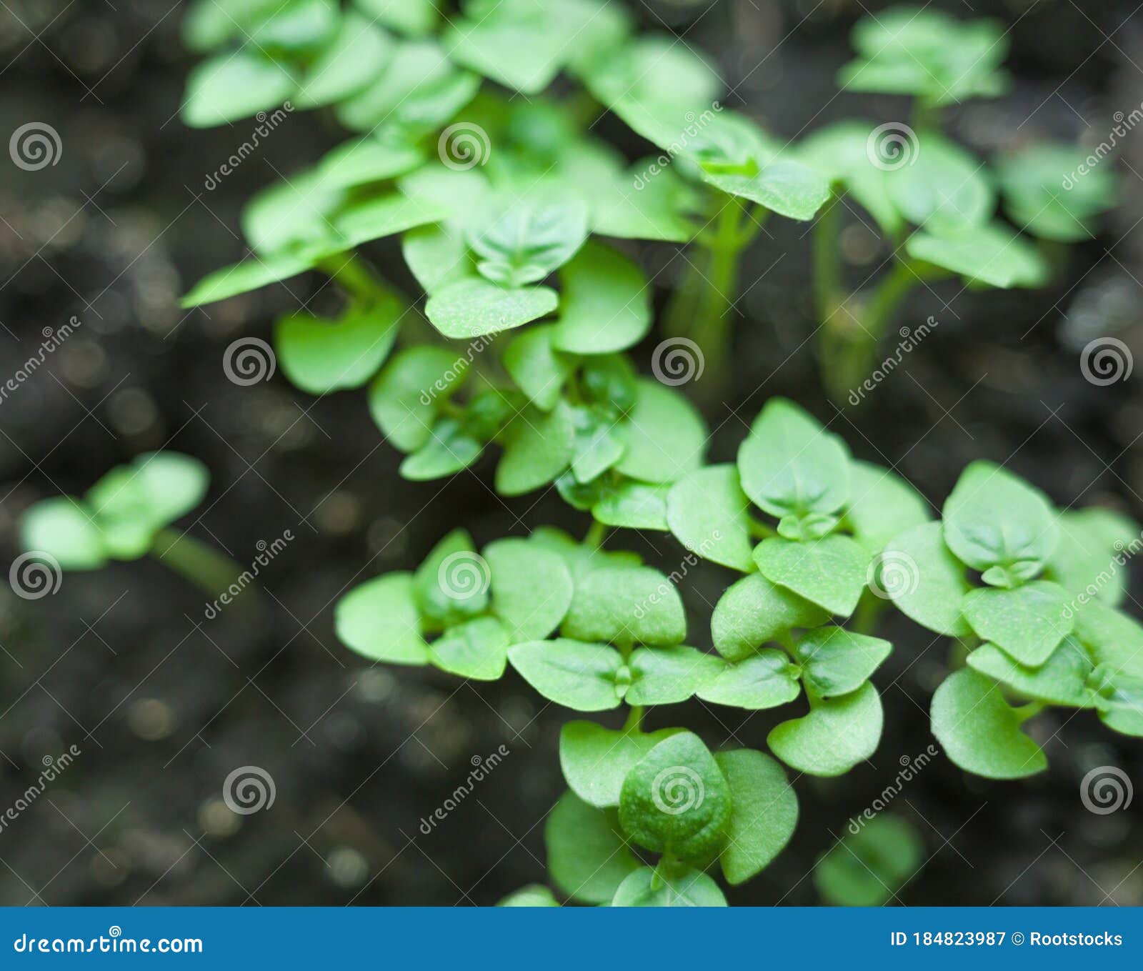 Growing the basil stock image. Image of green, growth - 184823987
