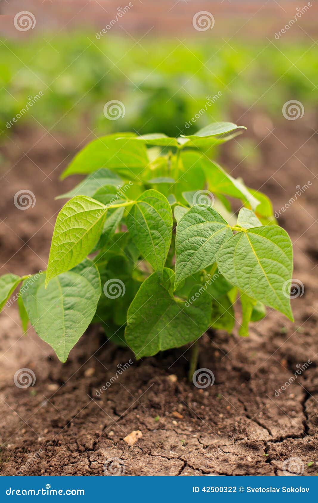Growing bean stock photo. Image of growing, botany, healthy - 42500322