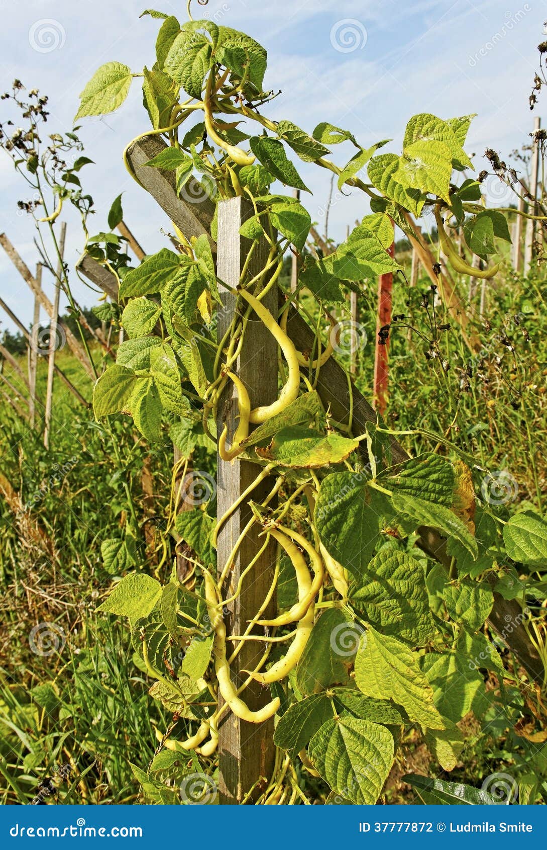 Growing beans. stock photo. Image of cultivation, ripe - 37777872