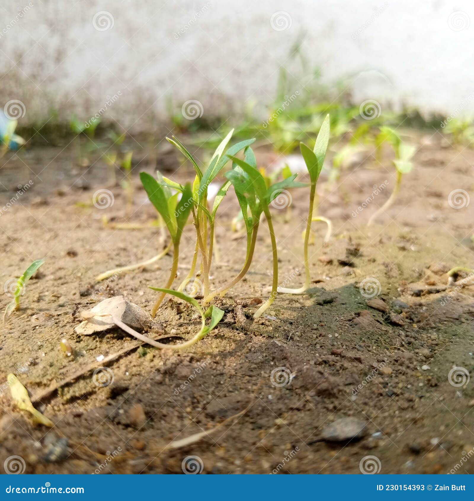 Growing beautiful plant stock image. Image of waking - 230154393