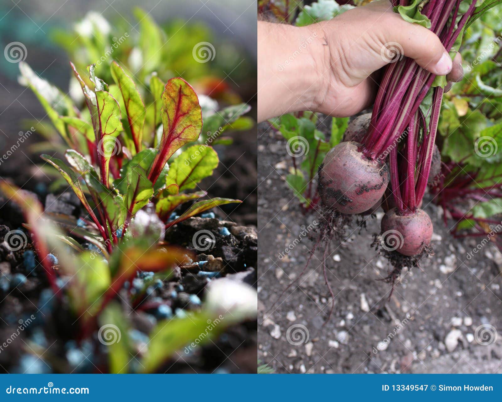Growing Beetroot stock image. Image of harvest, garden - 13349547