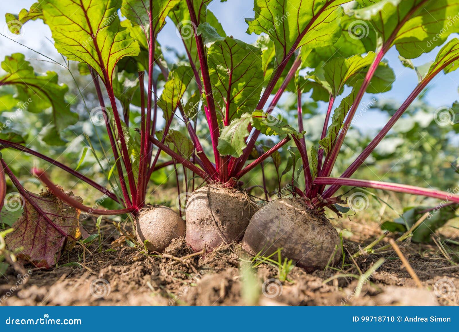 Beetroot stock photo. Image of dark, ground, tendrils - 99718710