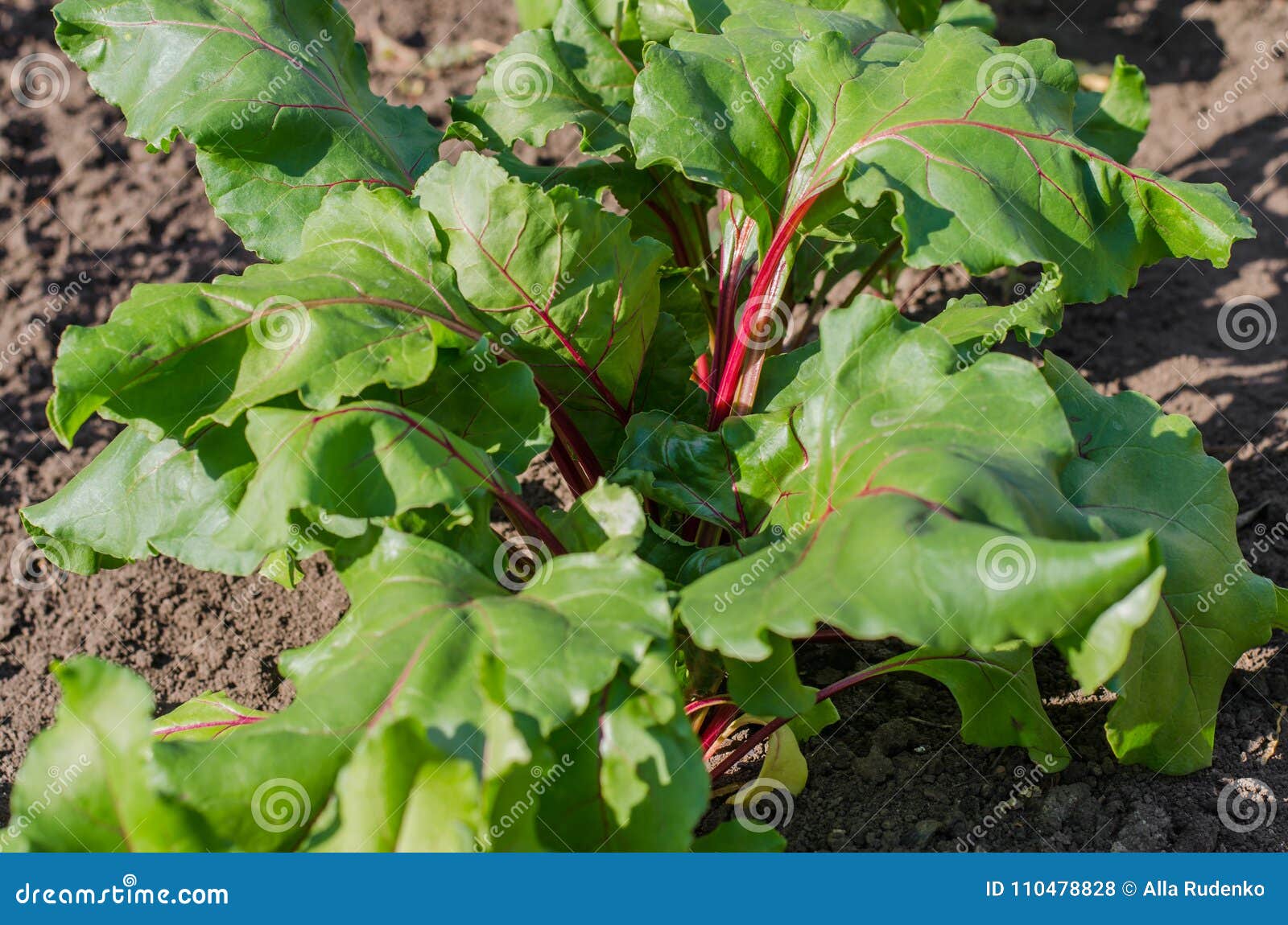 Growing Beetroot in a Vegetable Garden. Stock Photo - Image of ...