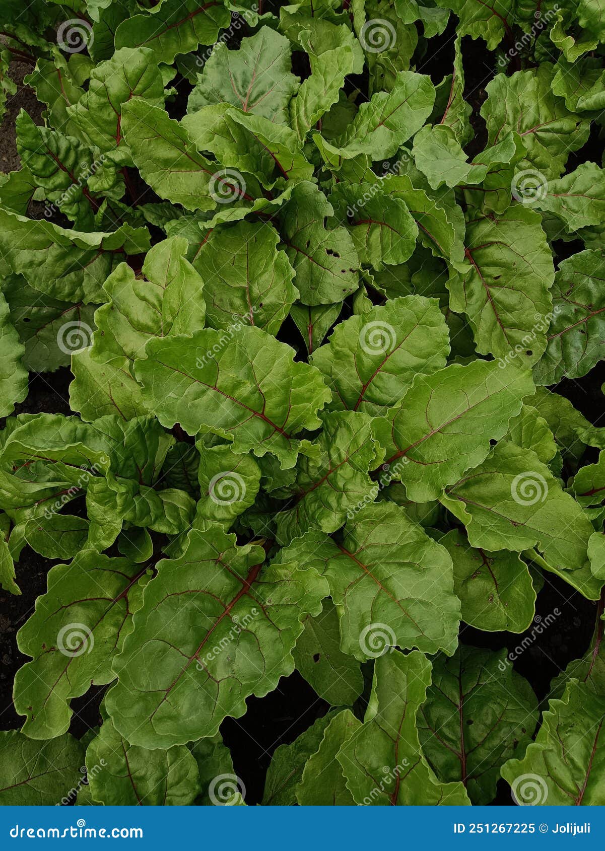 Beetroot leaves stock image. Image of gardening, growth - 251267225