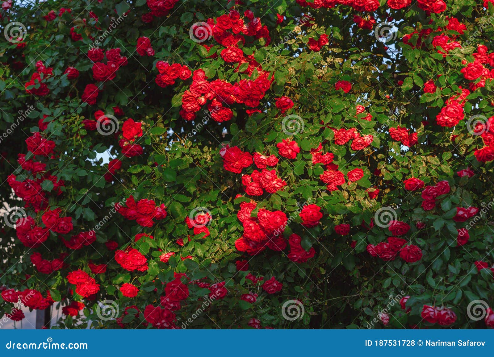 Growing Big Bush of Red Rose Stock Photo - Image of outdoor, beauty ...
