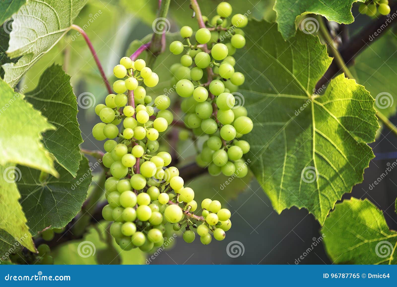 Growing big Grapes stock image. Image of grapes, wine - 96787765