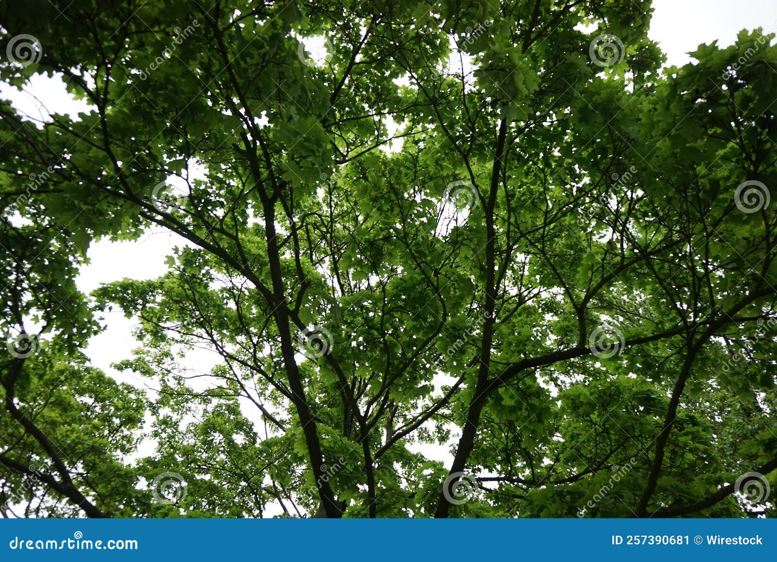 Growing Big Lush Tree with Green Leaves Stock Image - Image of growth ...