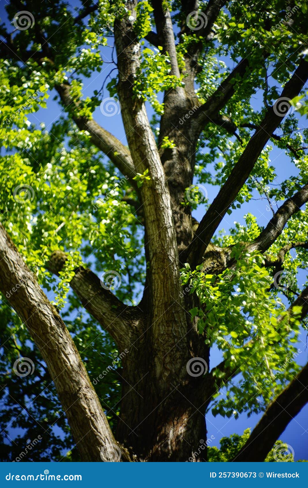 Growing Big Tree with Green Leaves Stock Image - Image of scenery ...