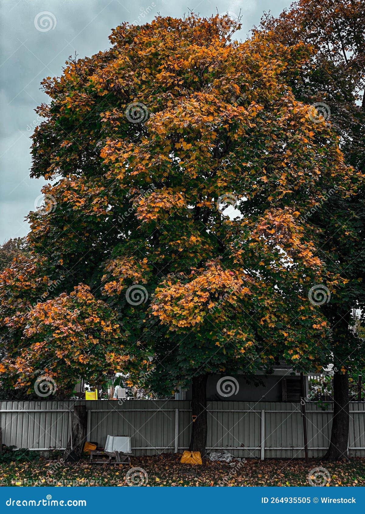 Growing Big Tree Near Fences Stock Image - Image of leaves, environment ...
