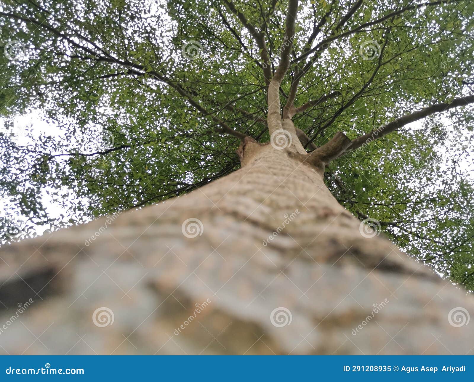 Growing Big Tree at Rain Forest Stock Image - Image of rain, growing ...