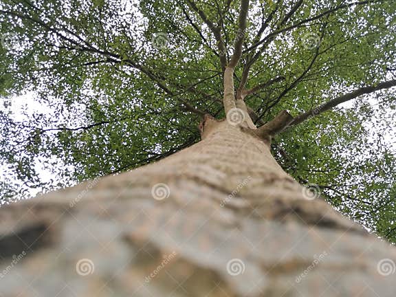 Growing Big Tree at Rain Forest Stock Image - Image of rain, growing ...