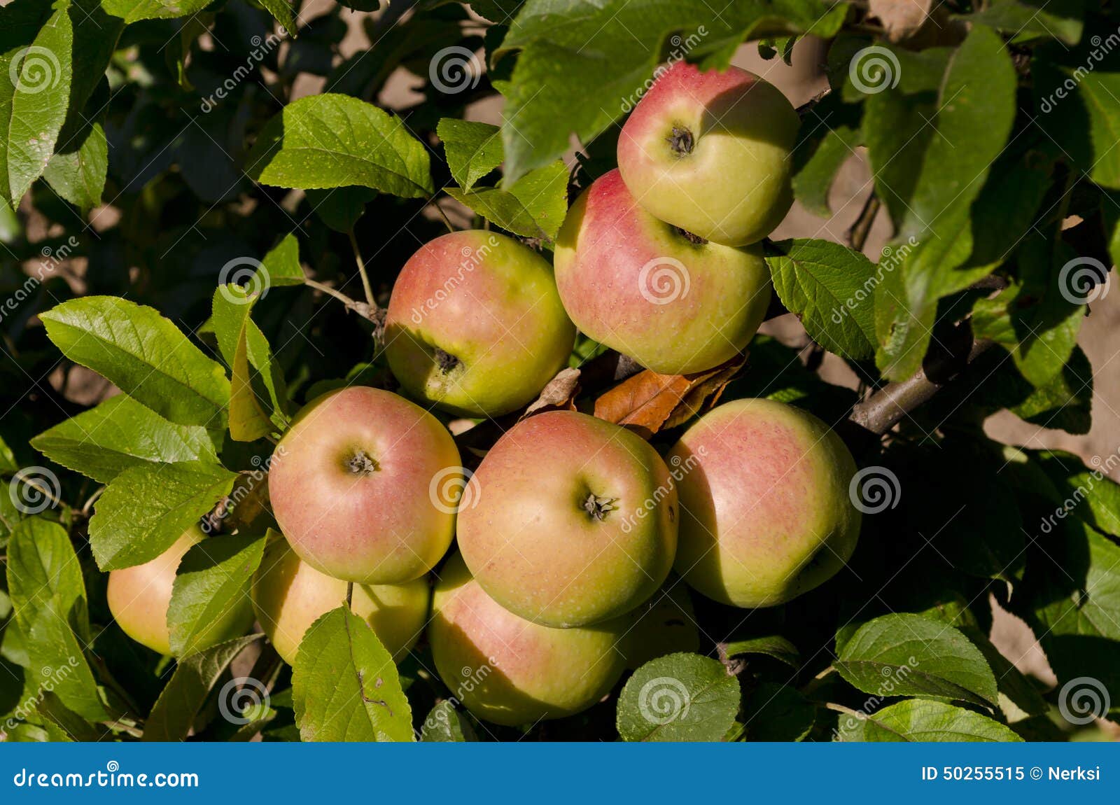 Growing bio fruits stock image. Image of green, apple - 50255515