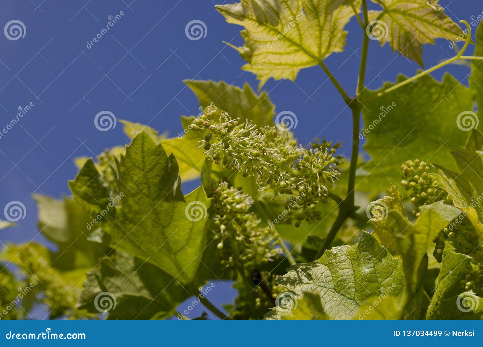 Growing Bio Grapes in the Northern Fields Stock Image - Image of ...