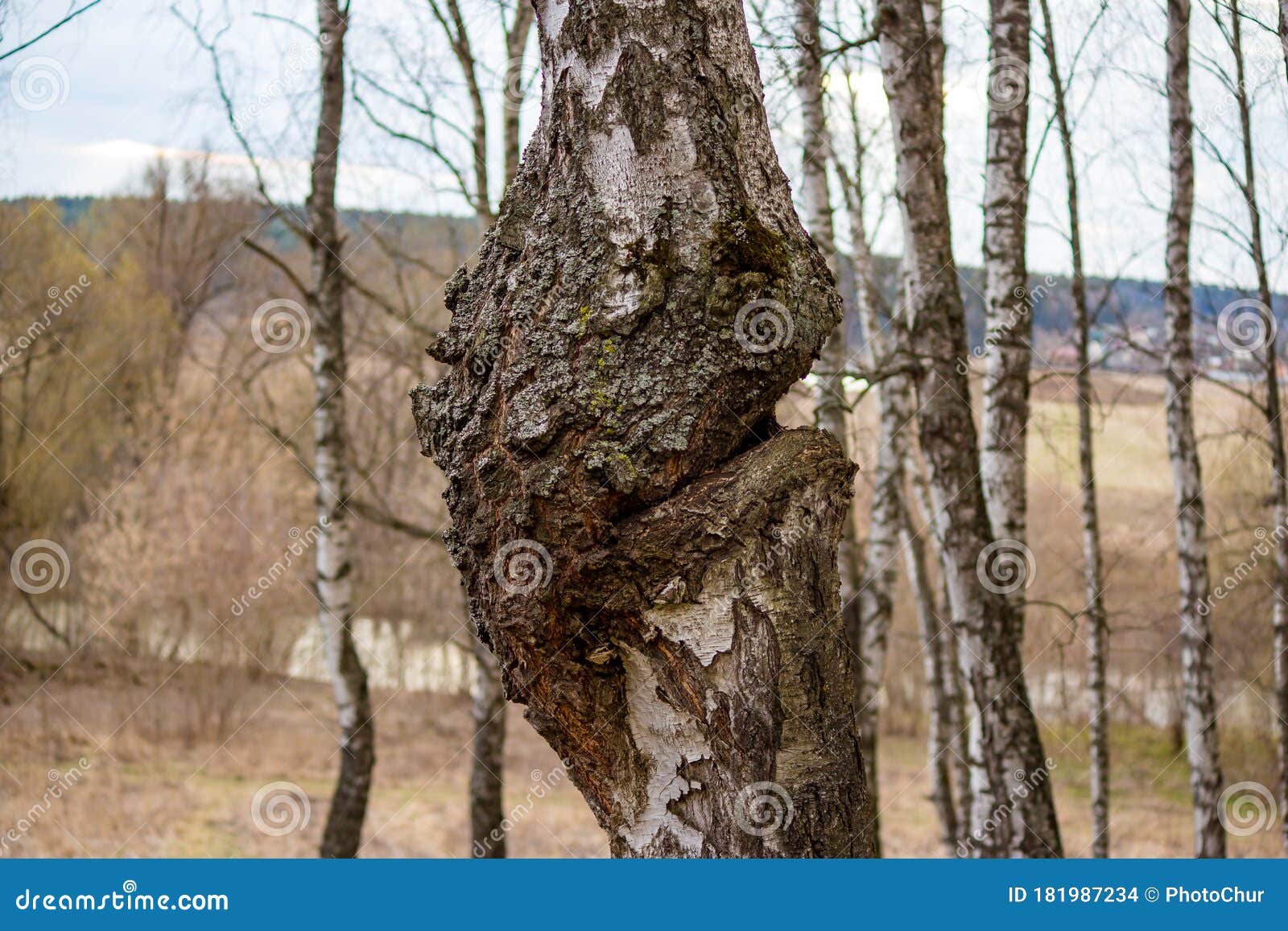 Growing Birch Healed Itself after a Fracture Stock Photo - Image of ...