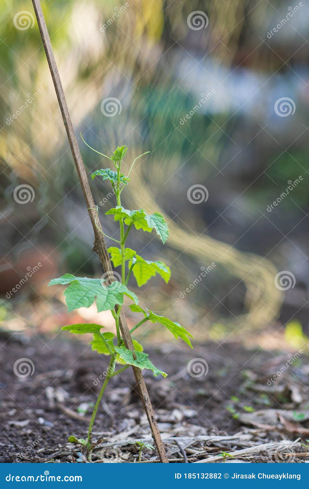 Growing bitter melon trees stock photo. Image of vegetarian - 185132882