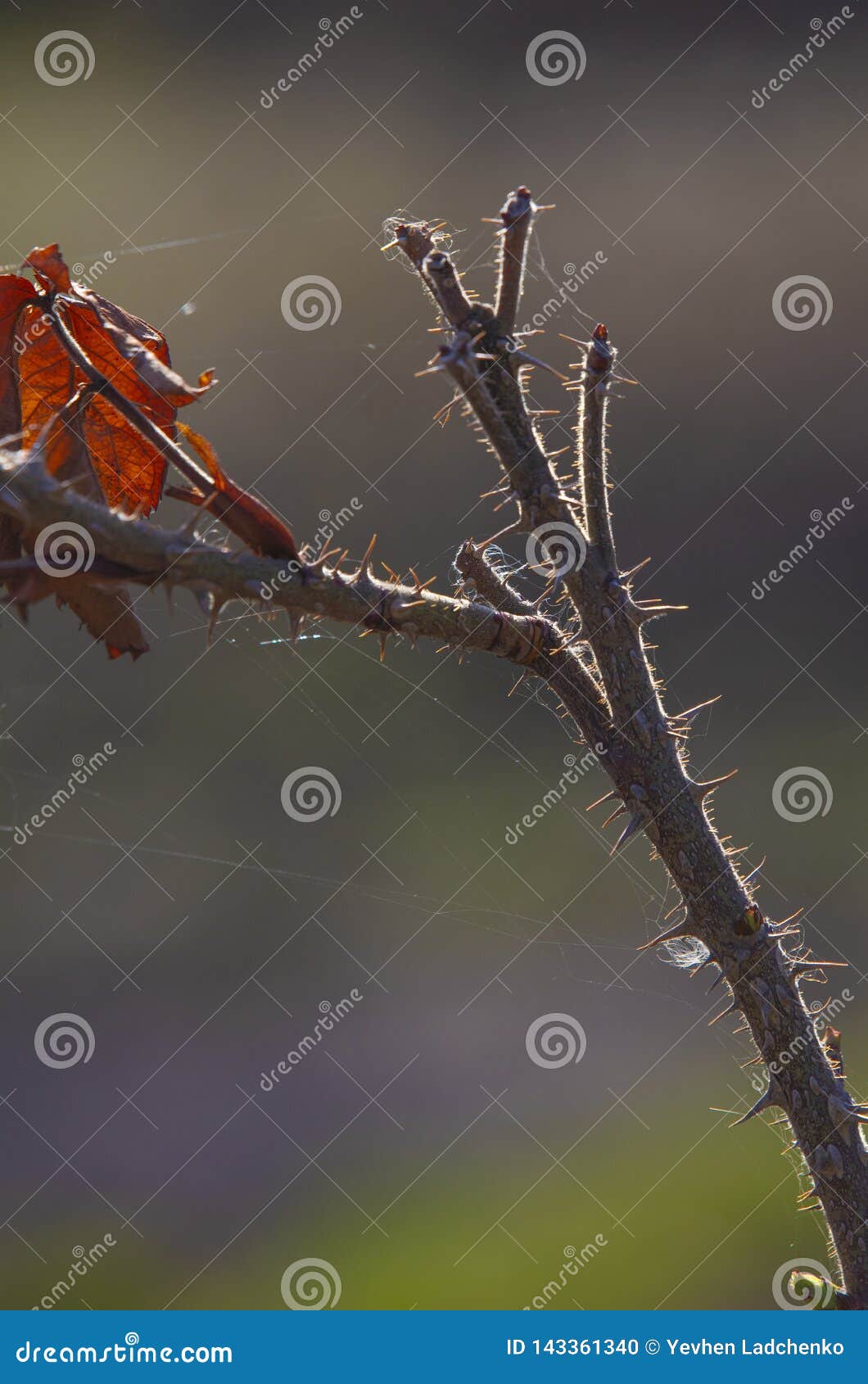 Growing Branch of Flower of Rose with Prickly Thorns Stock Photo ...