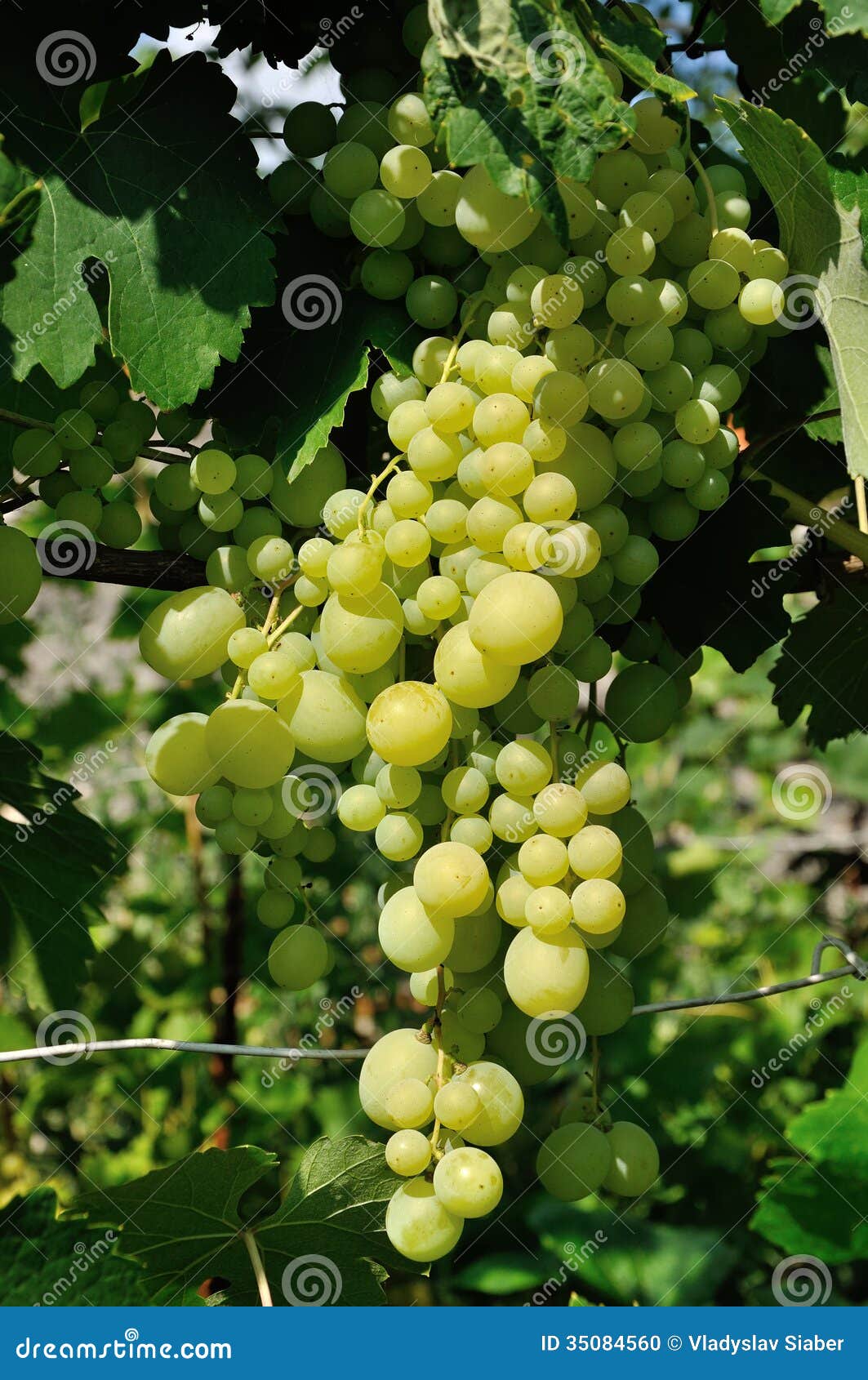 Growing Branch of Green Grape in Sunlight Stock Photo - Image of grow ...