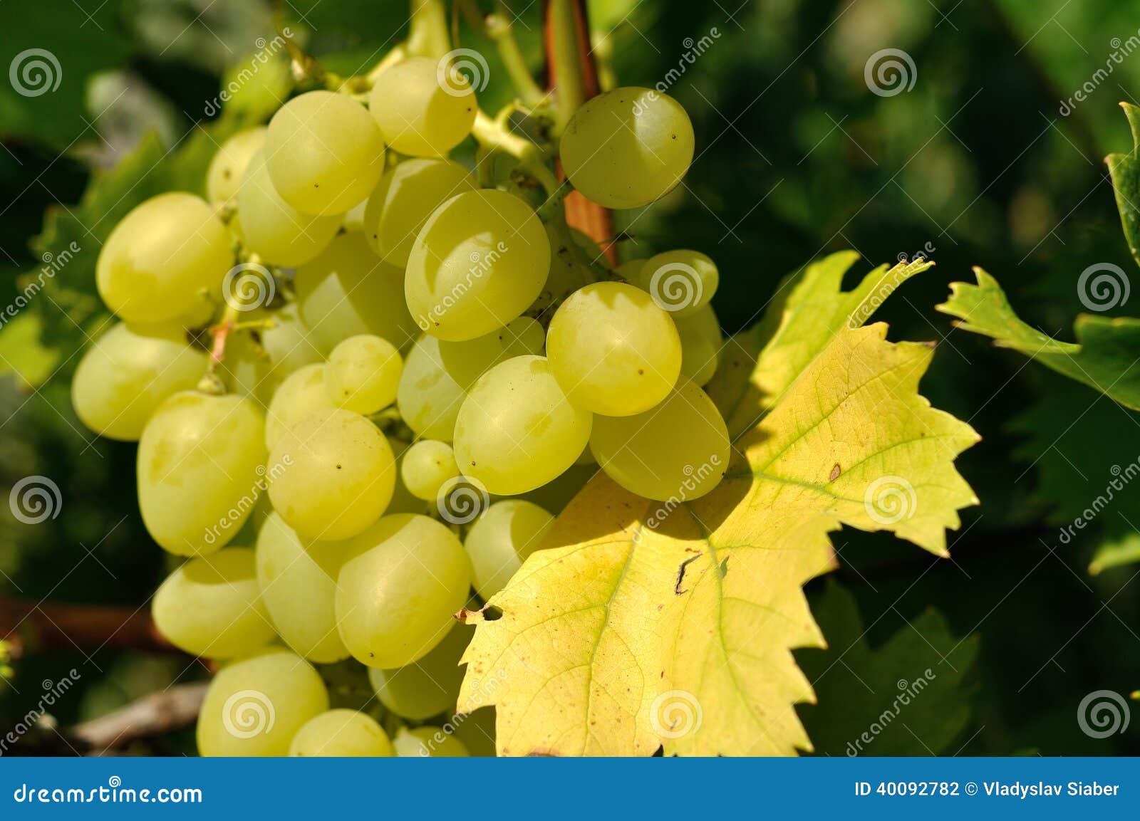 Growing Branch of Green Grape in Sunlight Stock Photo - Image of ...