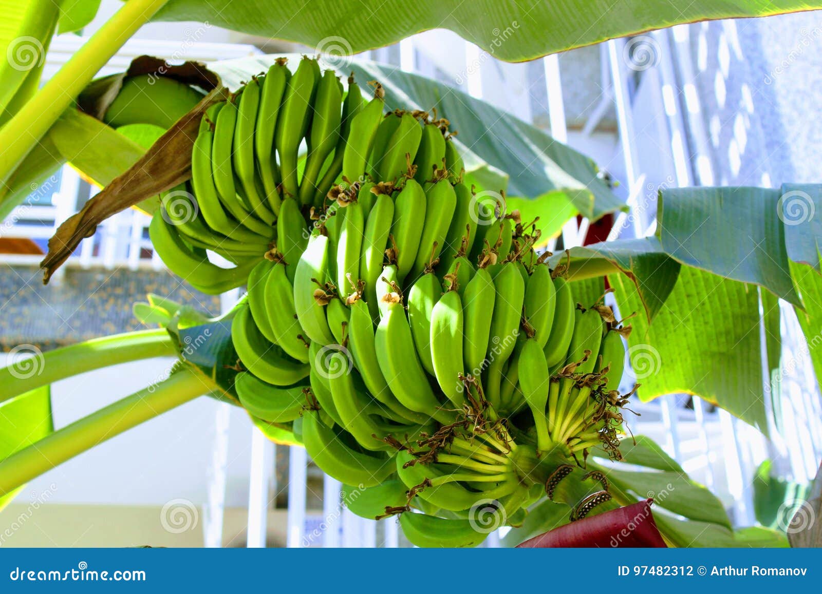 Growing on the Branch are Not yet Ripe Bananas Stock Photo - Image of ...