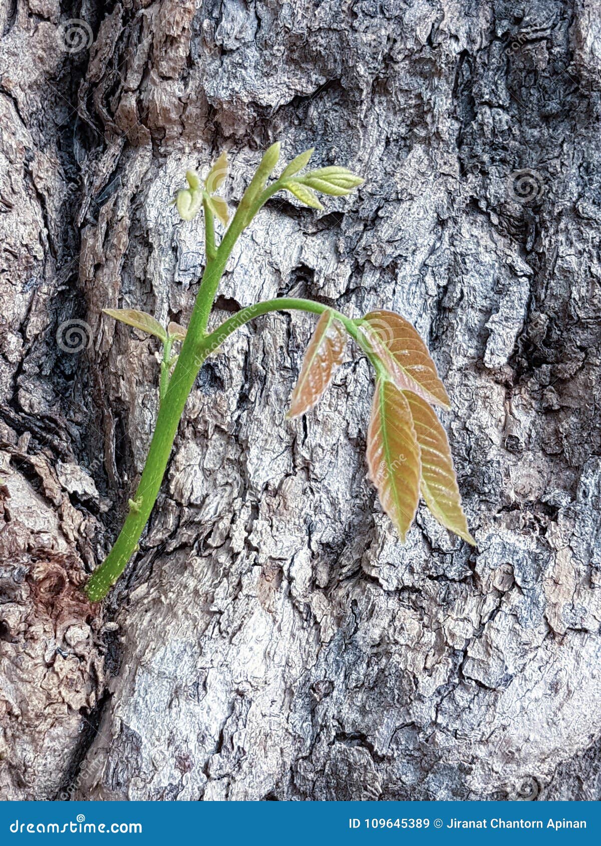Growing branches of tree stock image. Image of embryo - 109645389