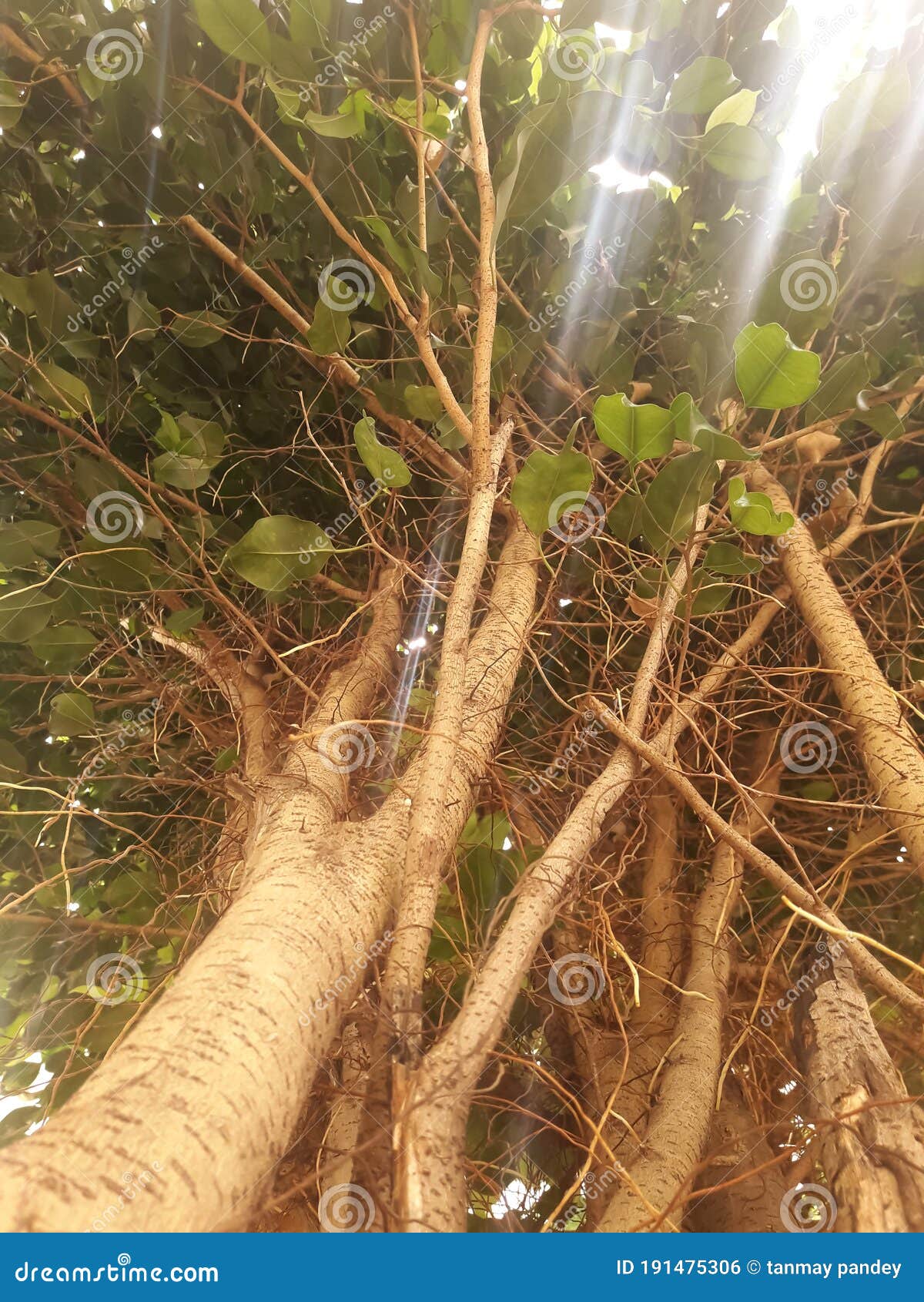 Growing Branches of trees stock photo. Image of leaf - 191475306
