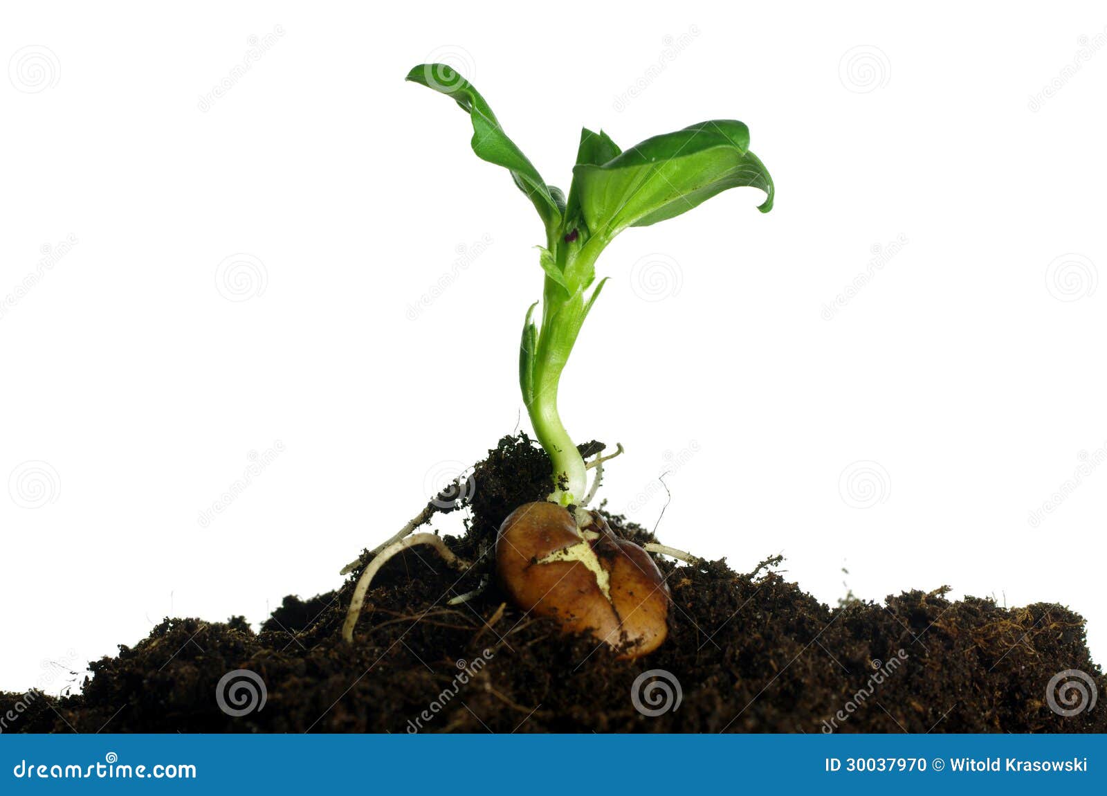Broad Bean Leaf Plant Cell Under Microscope Stock Photo | CartoonDealer ...