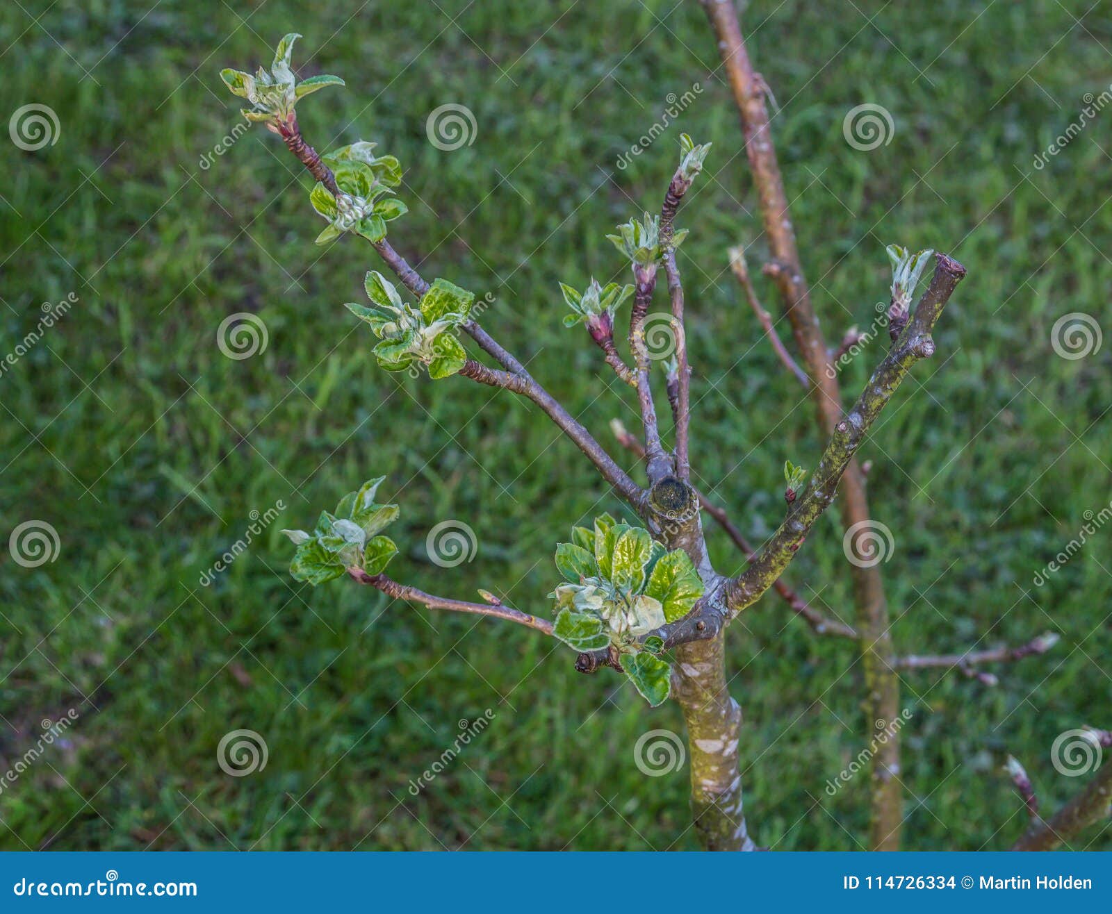 Growing Buds on a Tree stock photo. Image of flower - 114726334