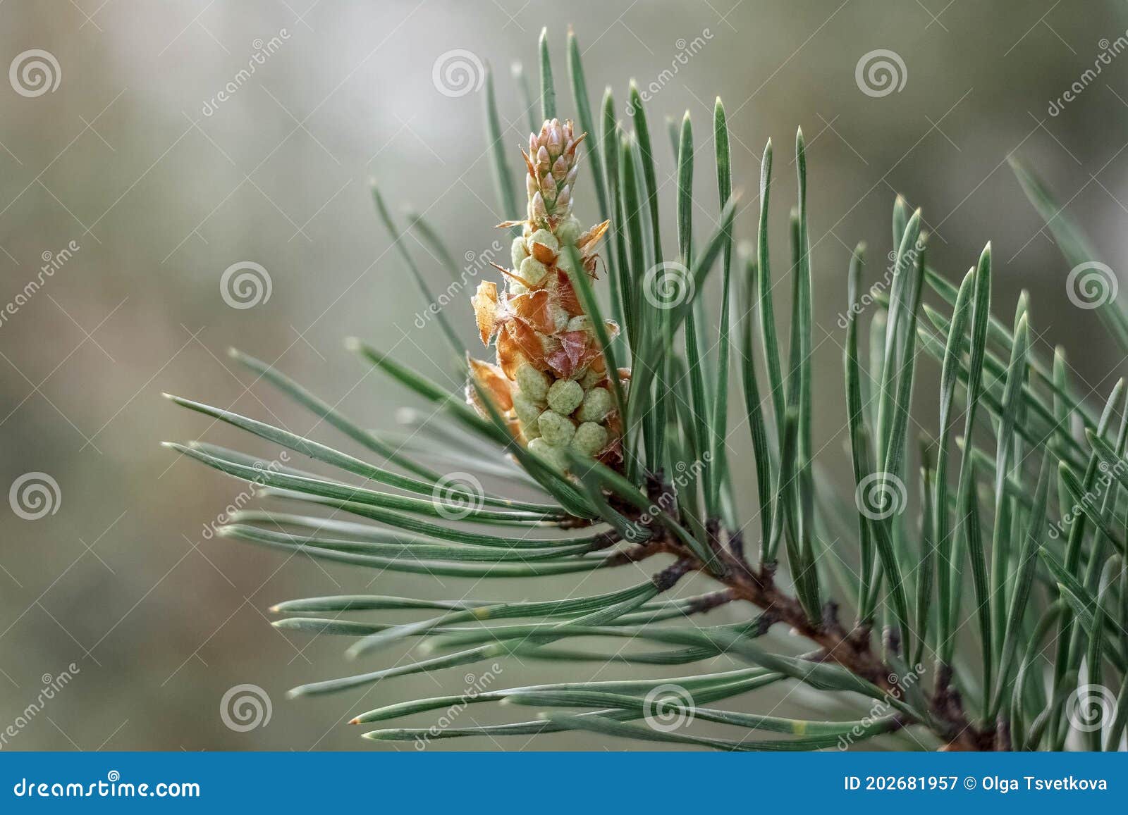 Growing Bump on Pine Branch with Green Needles Stock Image - Image of ...