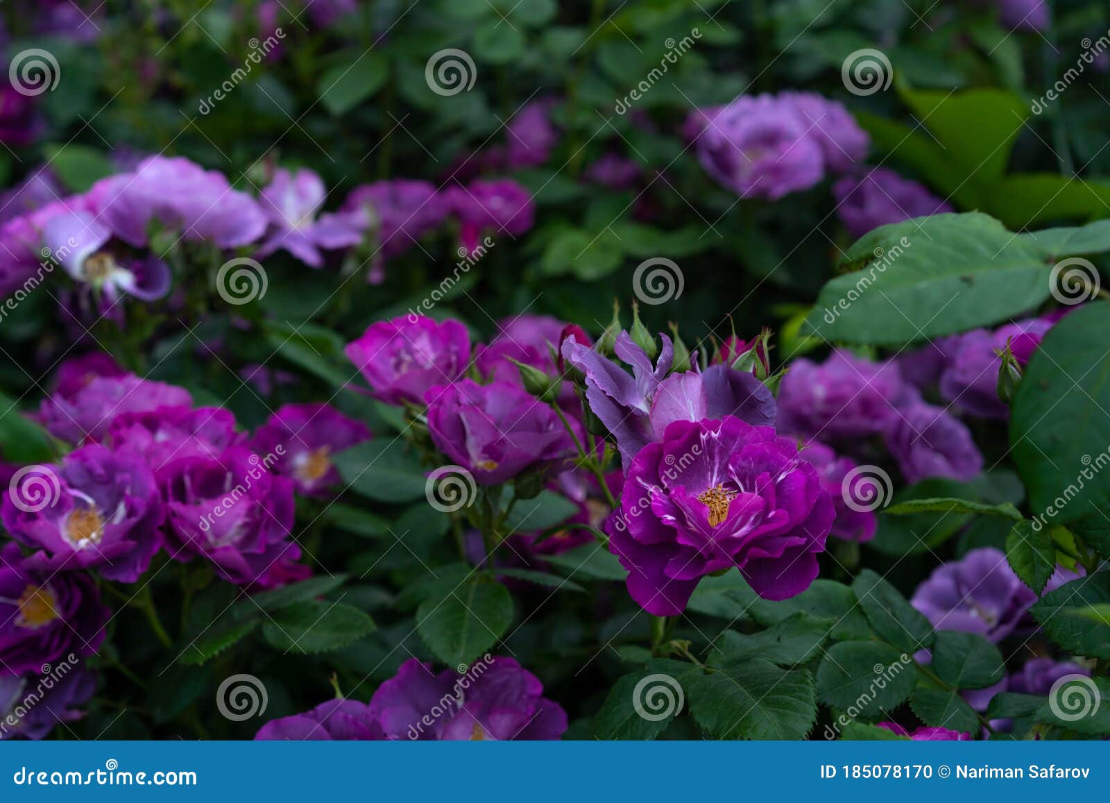 Growing Bushes of Purple Roses Stock Photo - Image of fresh, floral ...